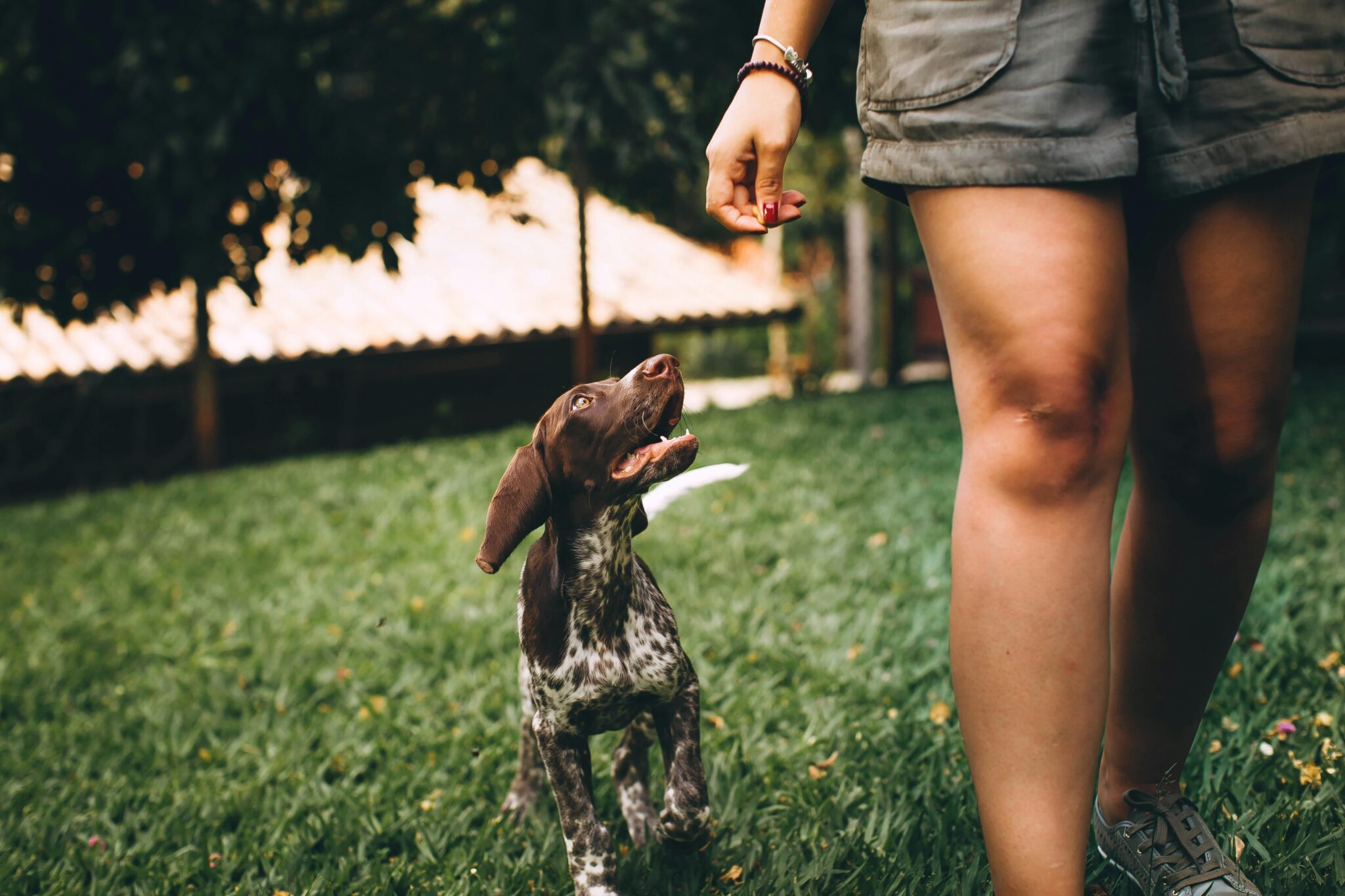 The Complete Guide to Puppy Socialization: Building Confidence in Your ...